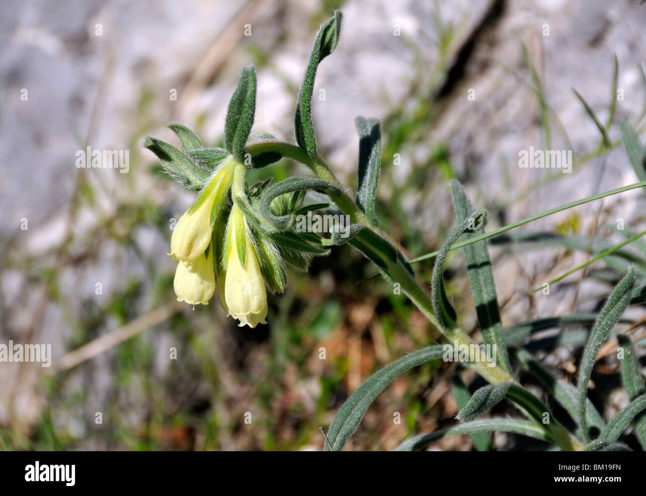 Onosma sp hi-res stock photography and images - Alamy