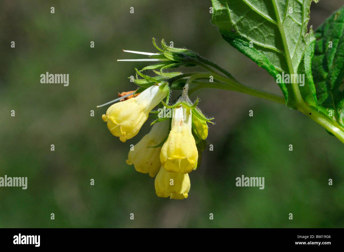 Symphytum Tuberosum High Resolution Stock Photography and Images - Alamy