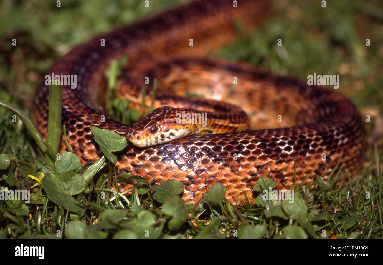 Animals natter natters snake snakes hi-res stock photography and images ...