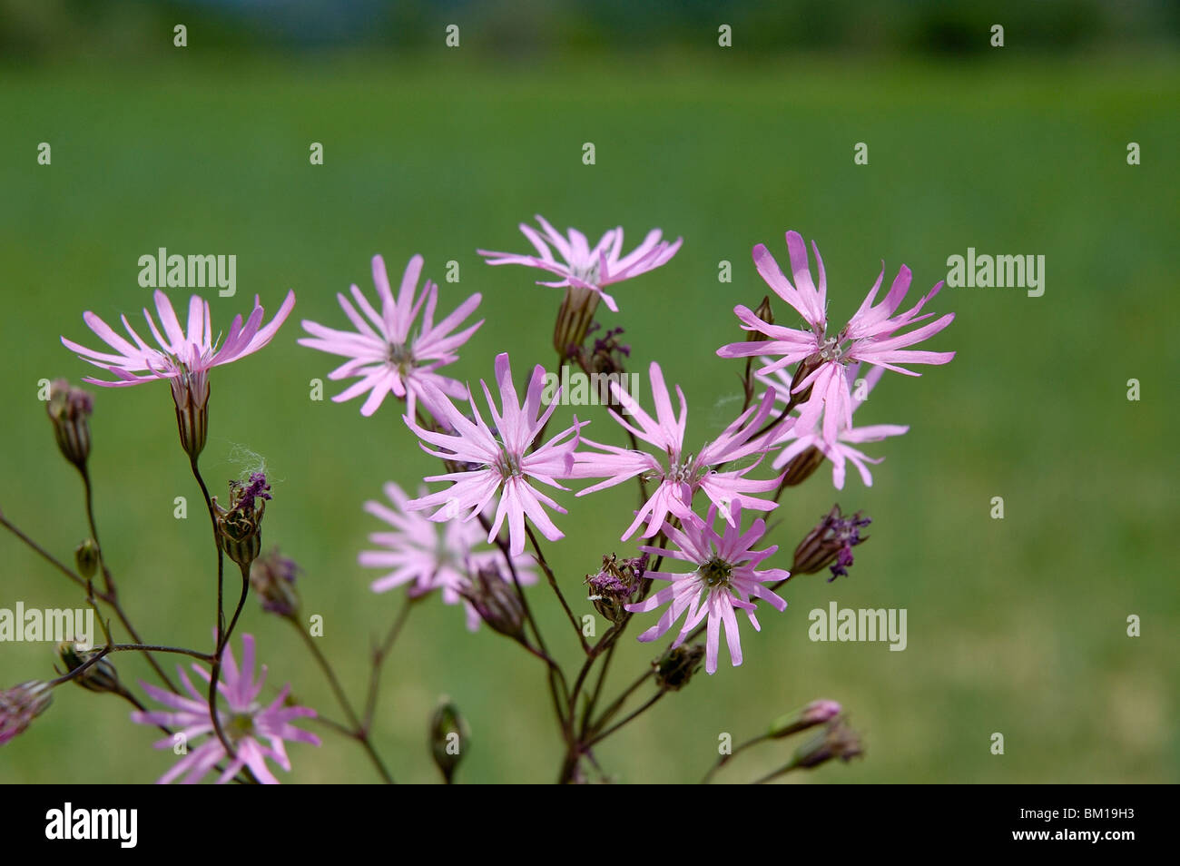 Lychnis flos-cuculi, Ragged Robin Stock Photo - Alamy