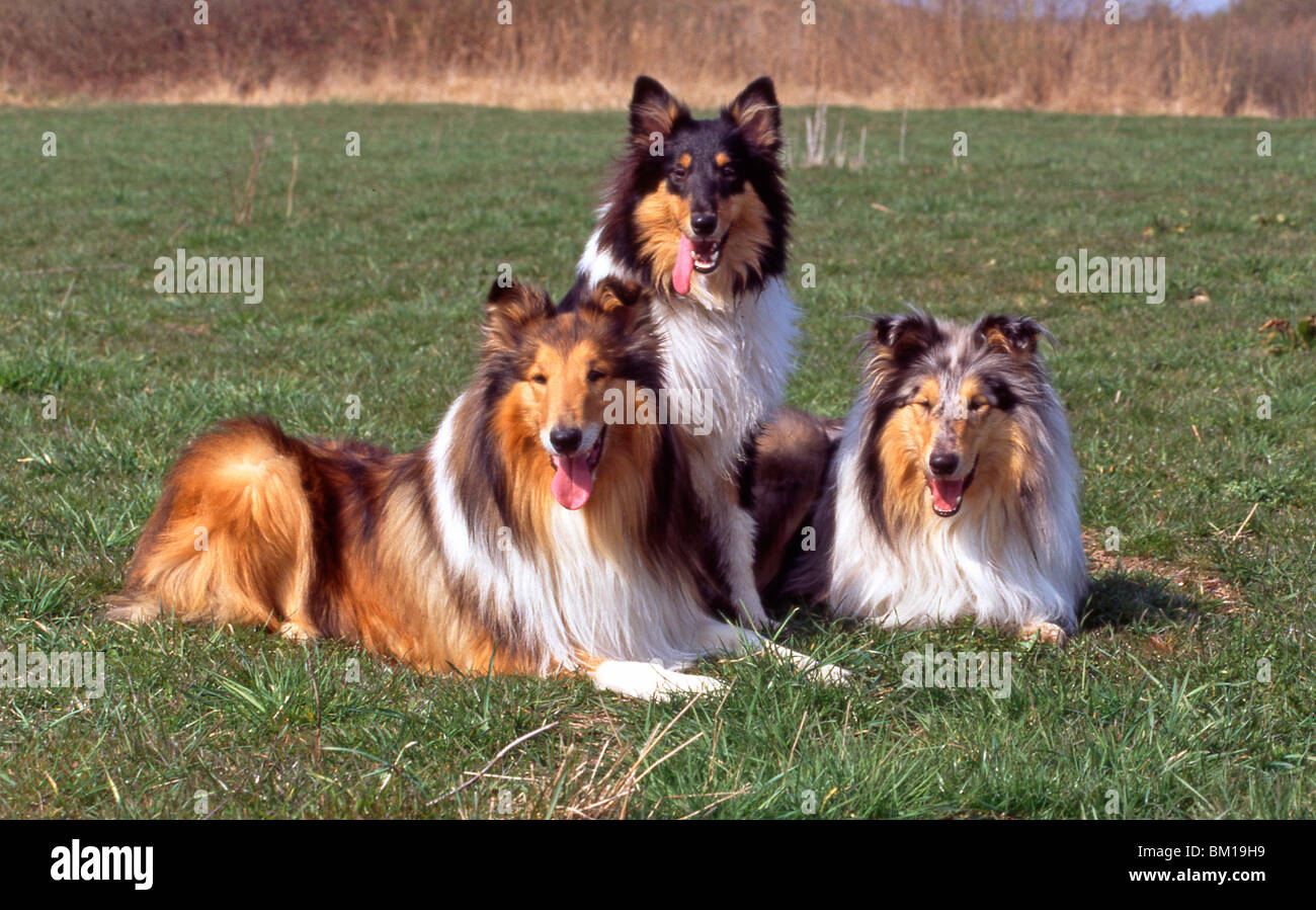 3 colored Collies Stock Photo - Alamy