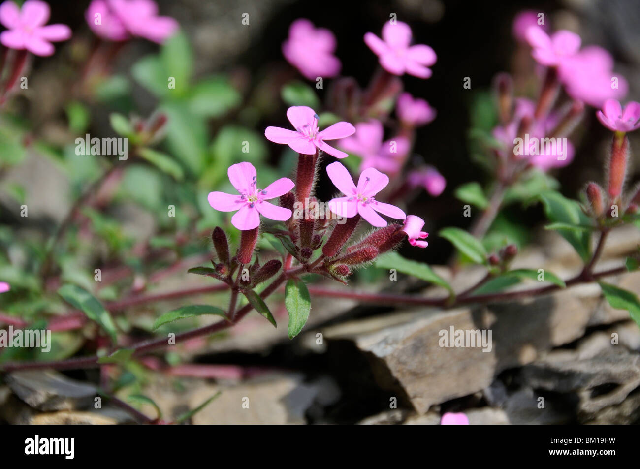 Saponaria flower hi-res stock photography and images - Alamy