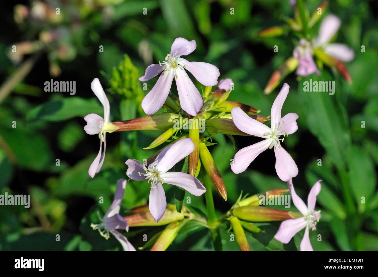 Saponaria officinalis, Common Soapwort Stock Photo - Alamy