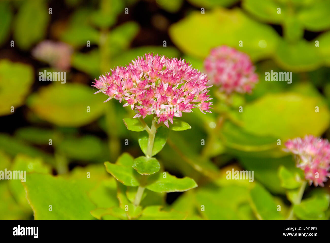 Sedum telephium Stock Photo - Alamy Sedum telephium Stock Photo - Alamy