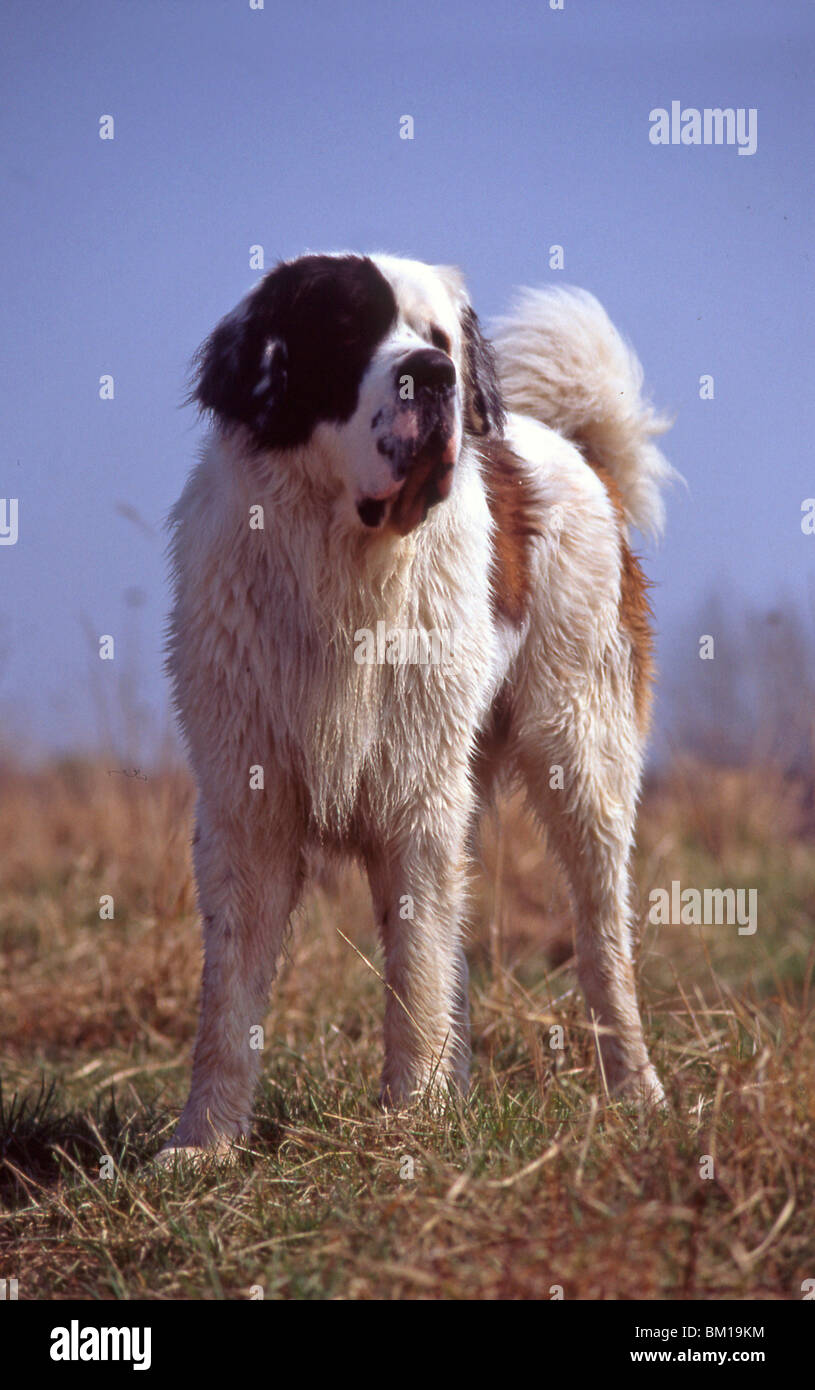 Male saint bernard hi-res stock photography and images - Alamy