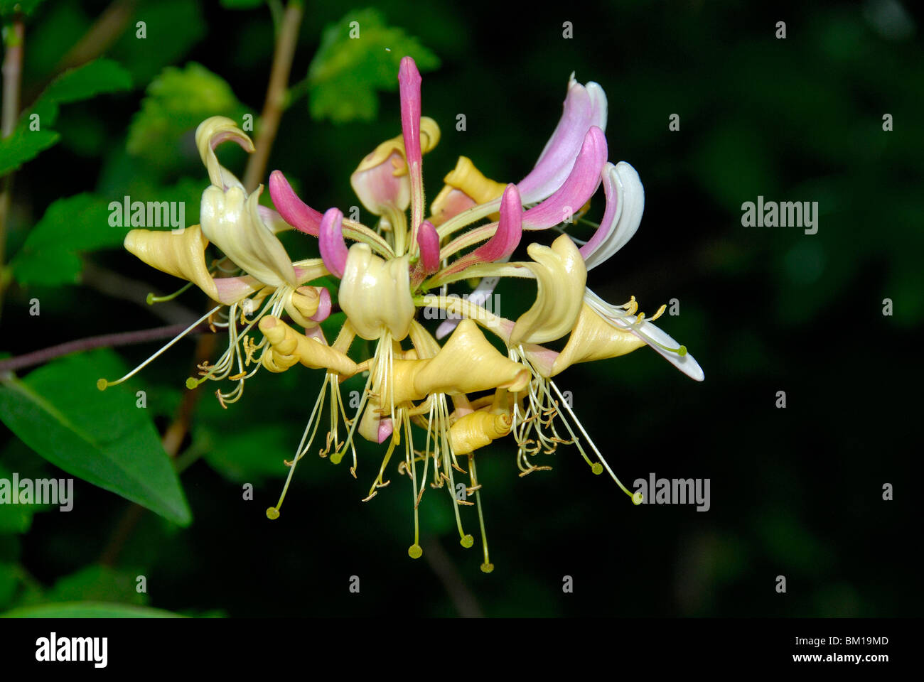 Lonicera sp, Honeysuckle Stock Photo - Alamy