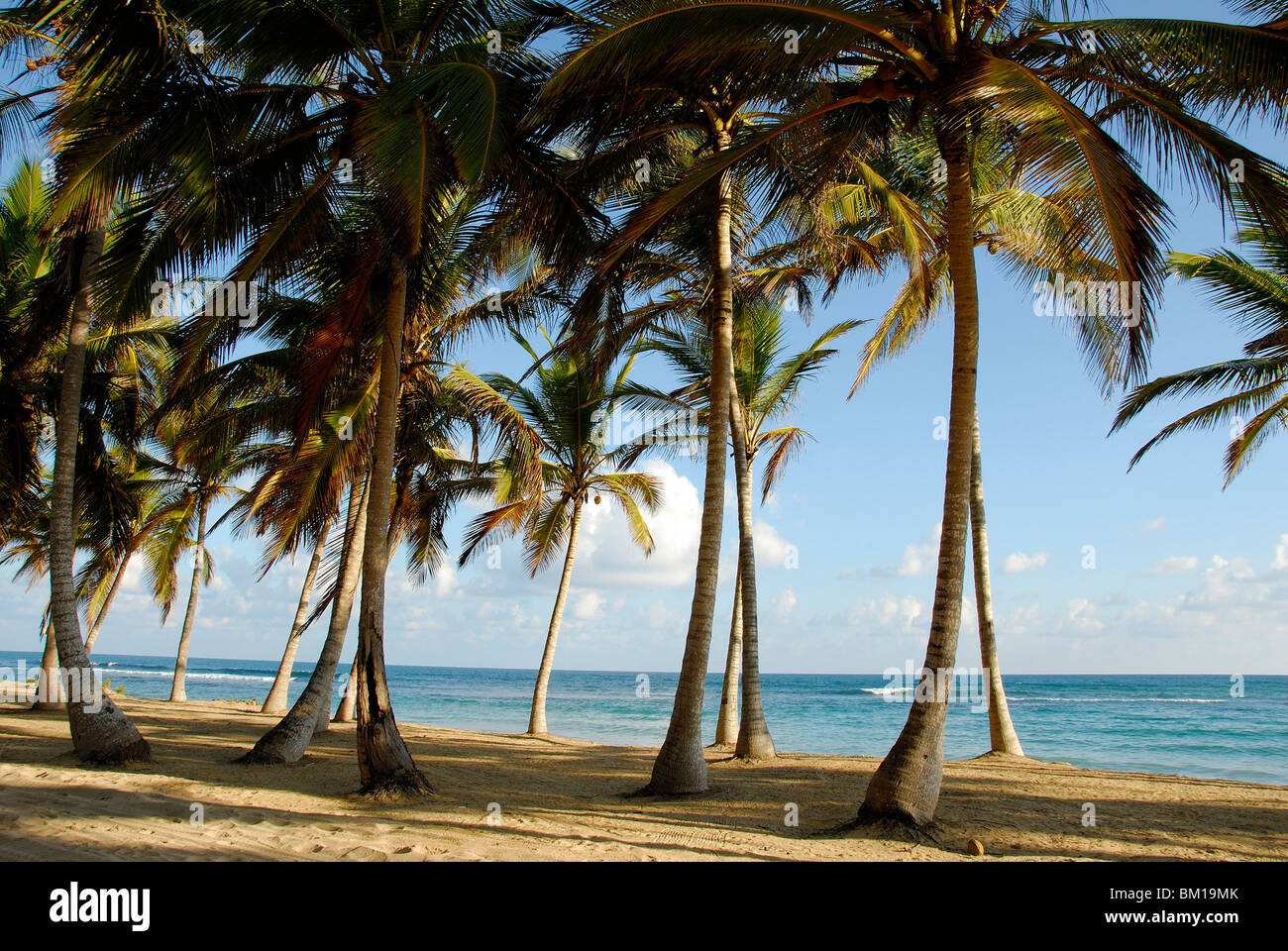 Landscape, Punta Cana, Dominican Republic, West Indies, Central America ...
