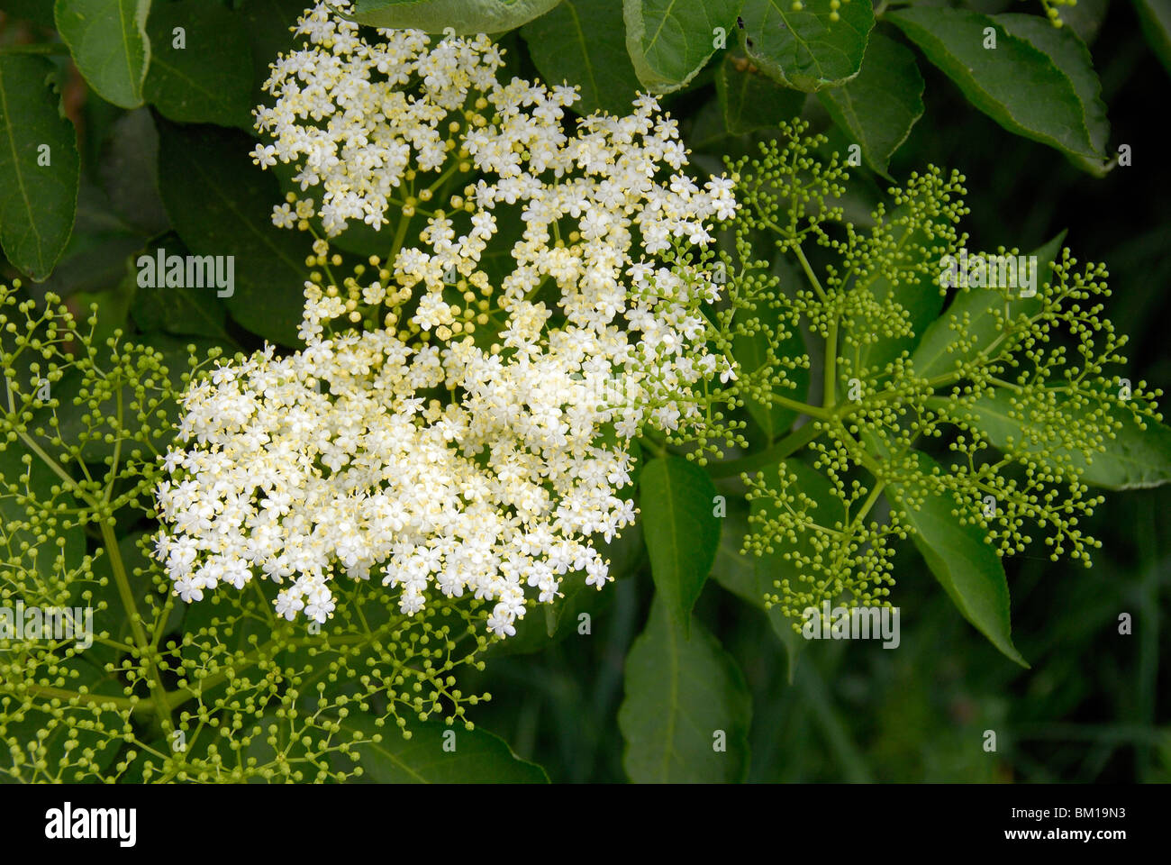 Sambucus nigra, Common Elder Stock Photo - Alamy