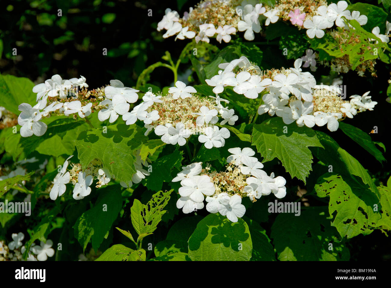 Opulus plant hi-res stock photography and images - Alamy