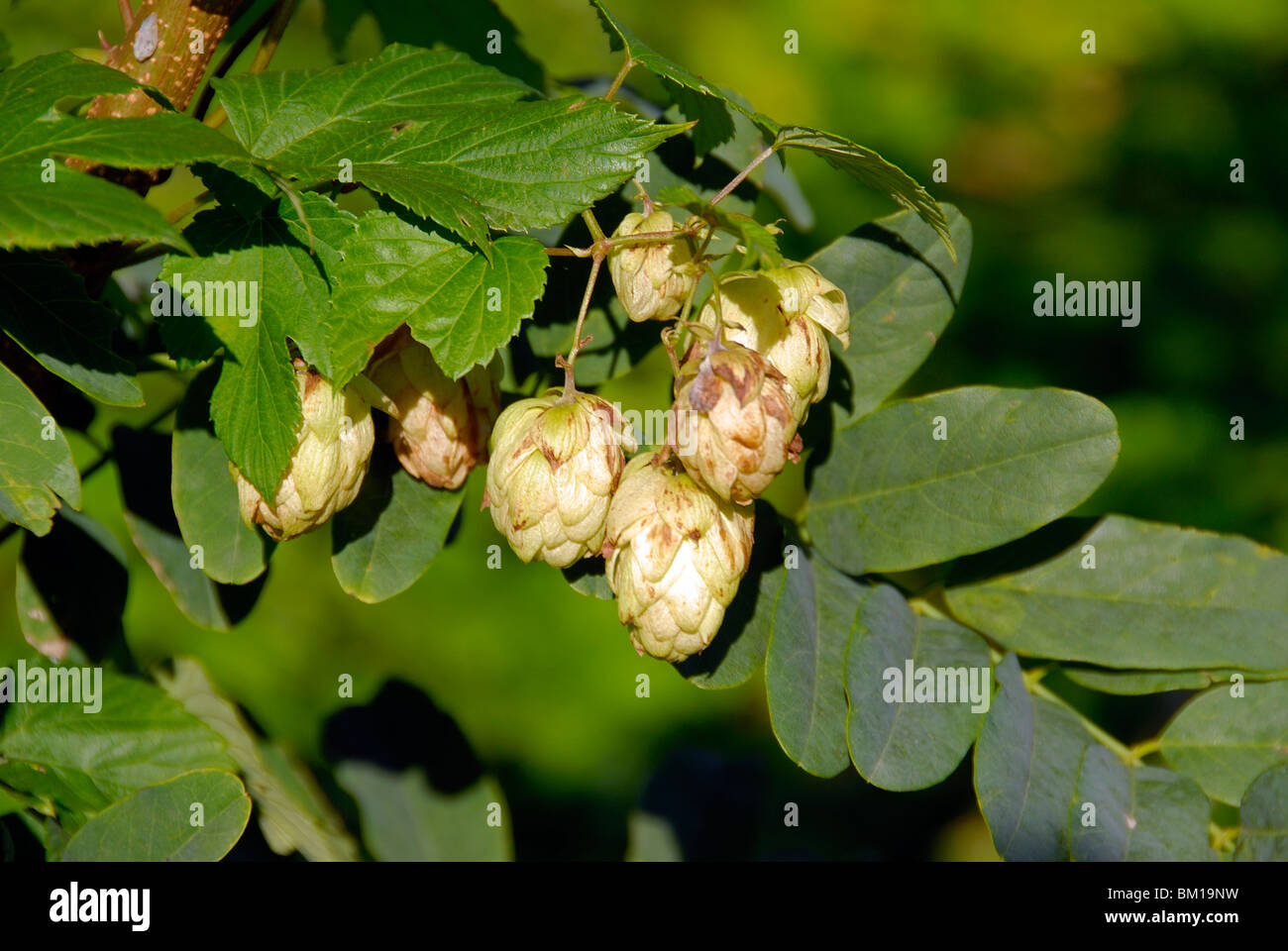Humulus lupulus, Common hop Stock Photo - Alamy