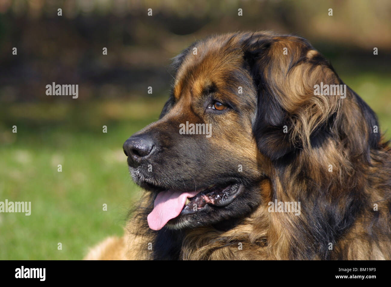 Leonberger profile hi-res stock photography and images - Alamy
