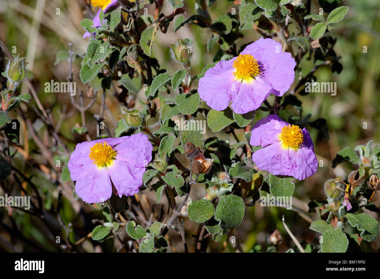 Cistus incanus hi-res stock photography and images - Alamy