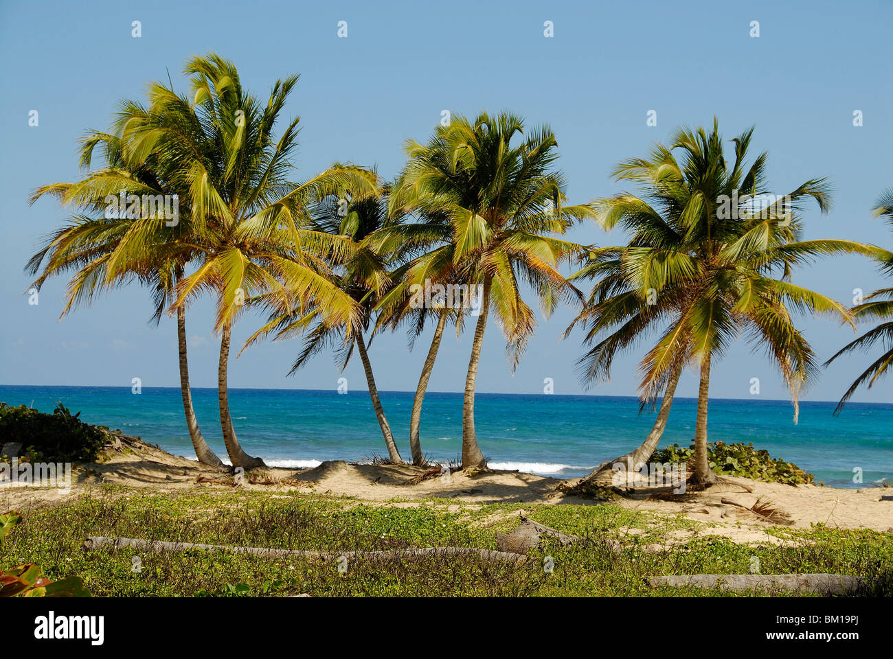 Coconut Palm tree. Punta Cana, Dominican Republic, West Indies, Central ...