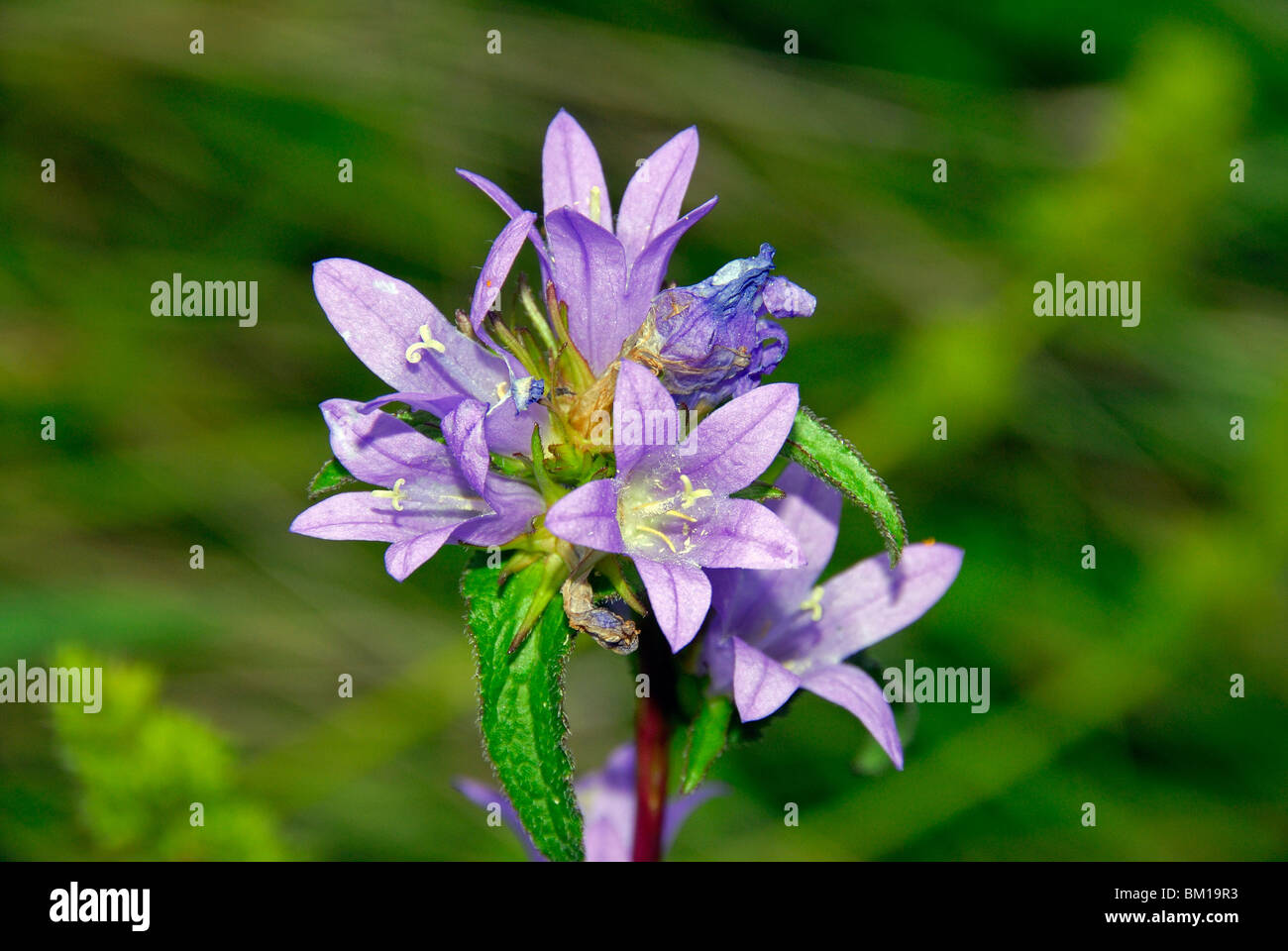 Campanula glomerata, Clustered Bellflower Stock Photo - Alamy