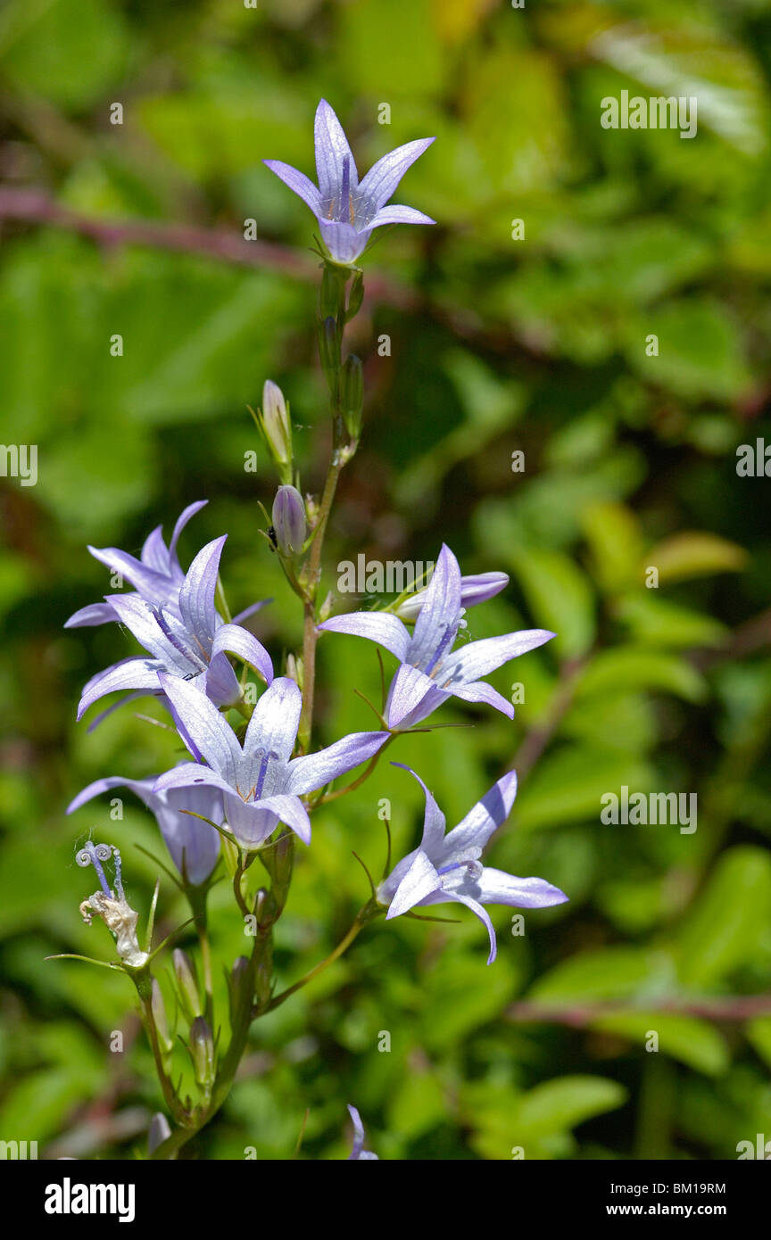 Campanula rapunculus, Rampion bellflower Stock Photo - Alamy