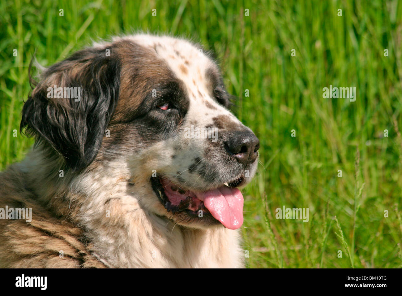 Animals moscow watchdog portrait hi-res stock photography and images ...
