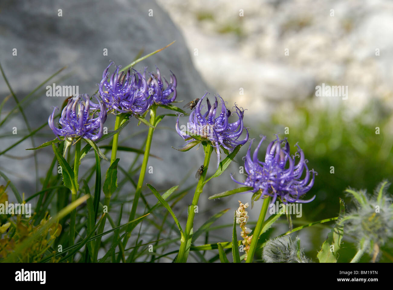 Phyteuma orbiculare, Phyteuma Stock Photo - Alamy