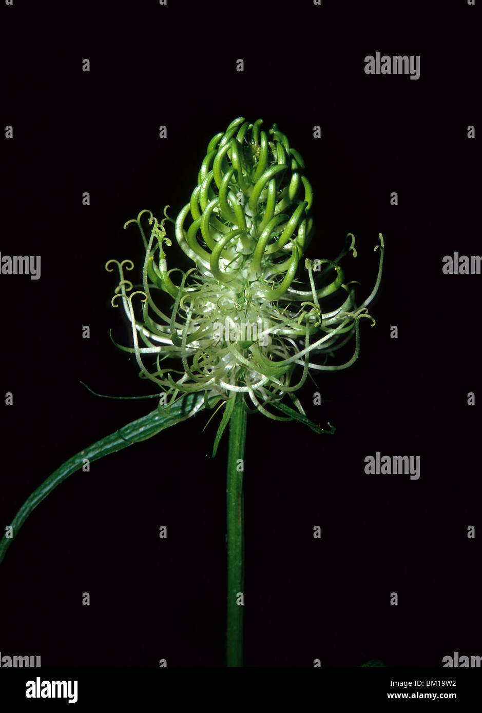 Phyteuma spicatum, spiked rampion Stock Photo - Alamy