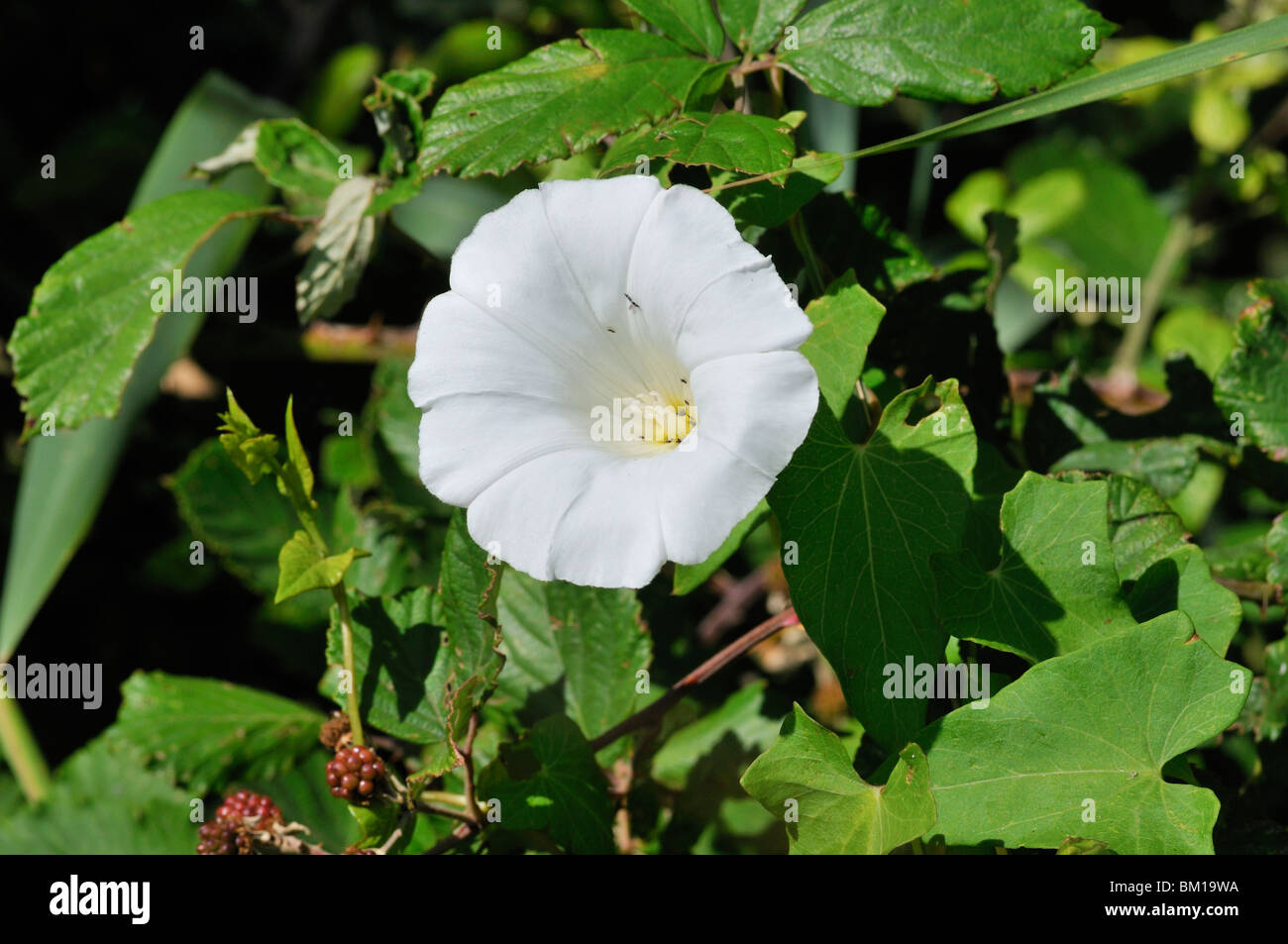 Flower convolvulus hi-res stock photography and images - Alamy