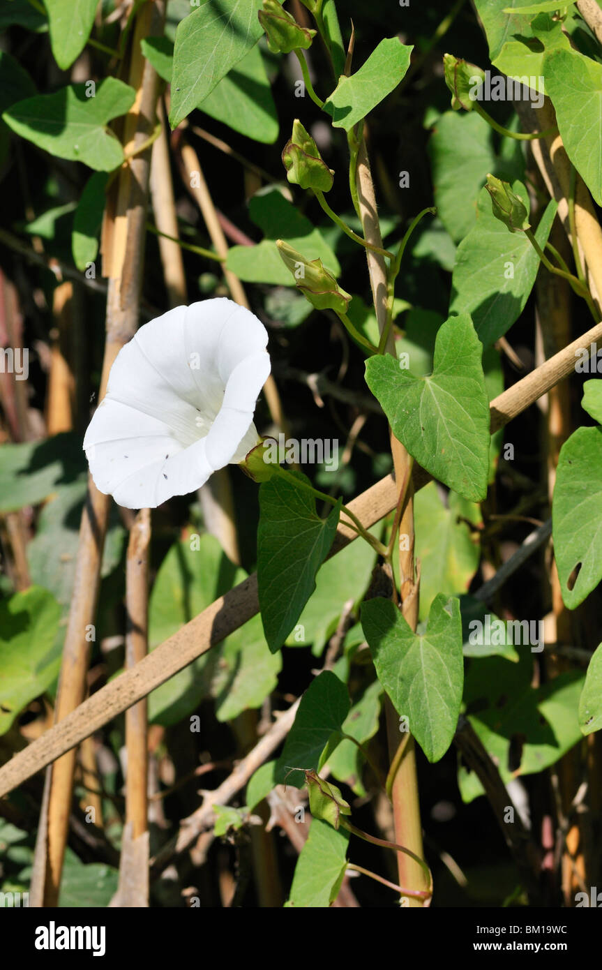 Flower convolvulus hi-res stock photography and images - Alamy