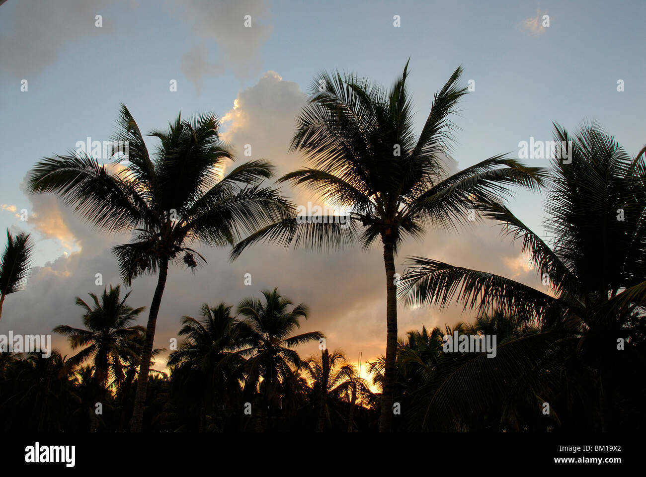 Palm groove at sunset, Punta Cana, Dominican Republic, West Indies ...