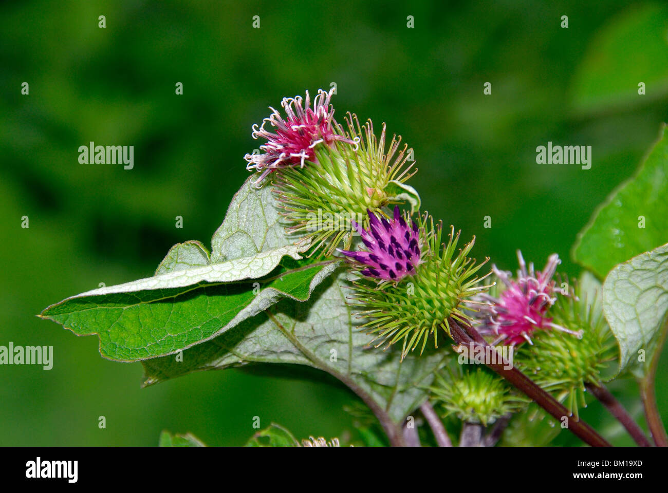 Arctium Sp High Resolution Stock Photography and Images - Alamy