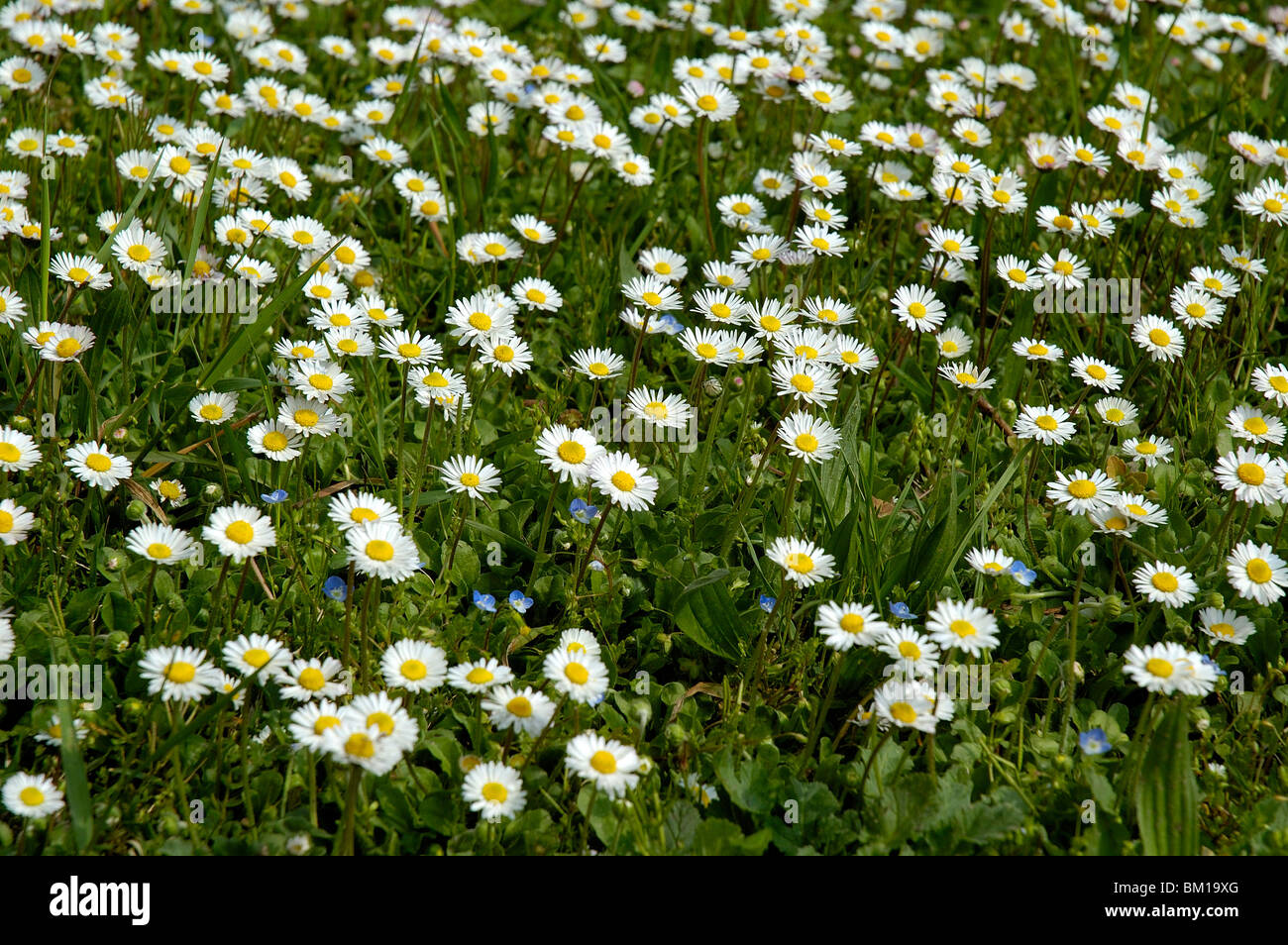 Bellis perennis, Common Daisy Stock Photo - Alamy