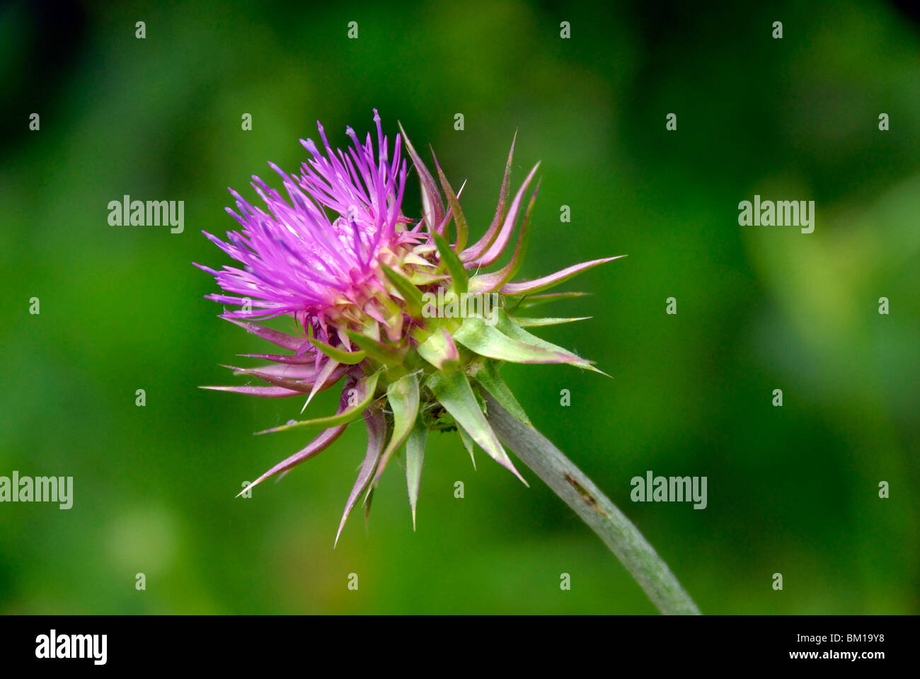 Carduus defloratus hi-res stock photography and images - Alamy