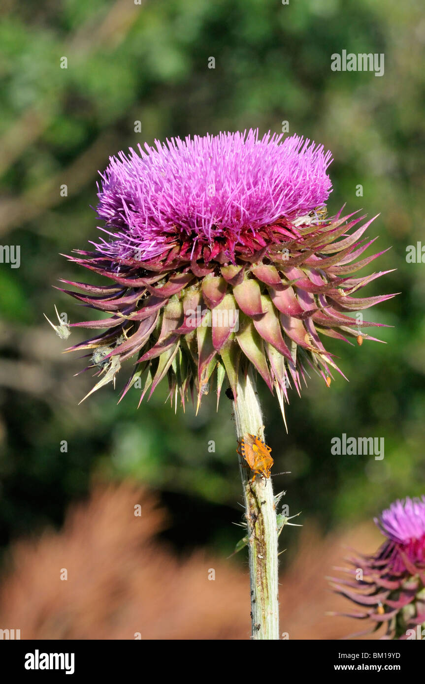 Carduus nutans, Musk thistle or Nodding thistle Stock Photo - Alamy