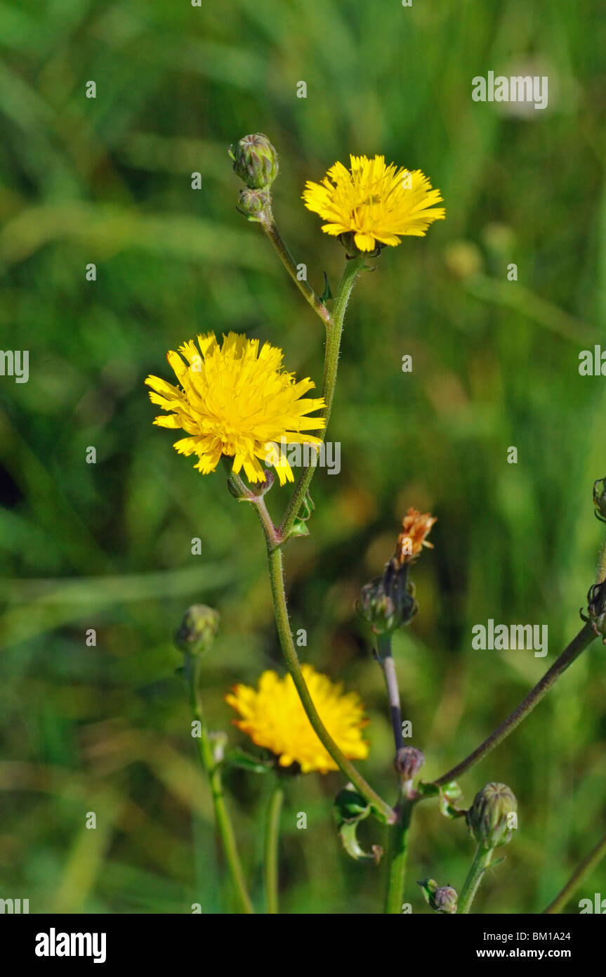 Crepis vesicaria, beaked hawksbeard Stock Photo - Alamy