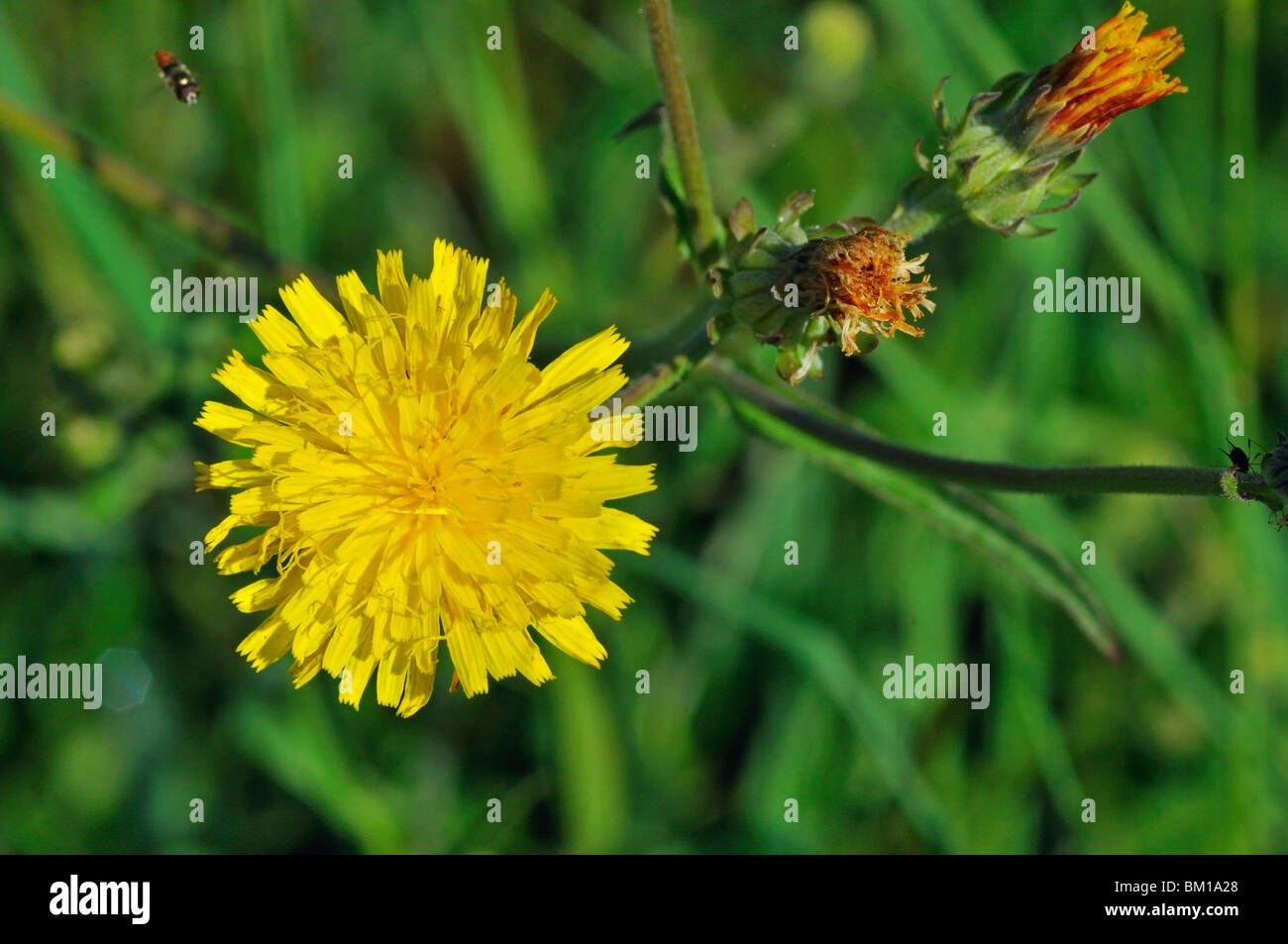 Crepis vesicaria, beaked hawksbeard Stock Photo - Alamy