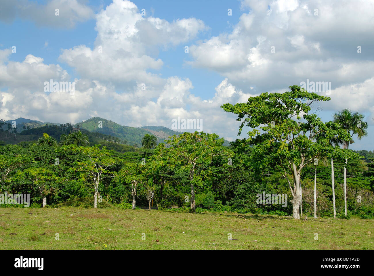 Caribbean forest, Punta Cana, Dominican Republic, West Indies, Central ...