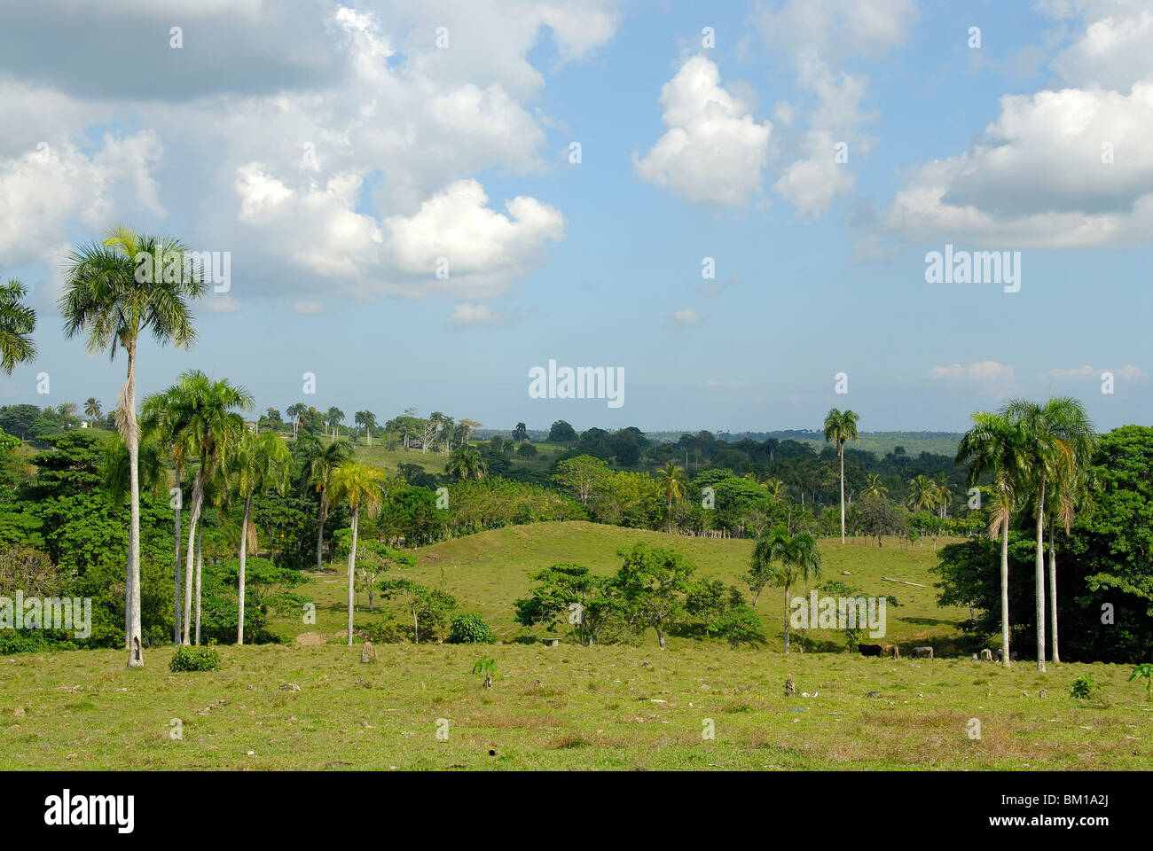 Caribbean forest, Punta Cana, Dominican Republic, West Indies, Central ...