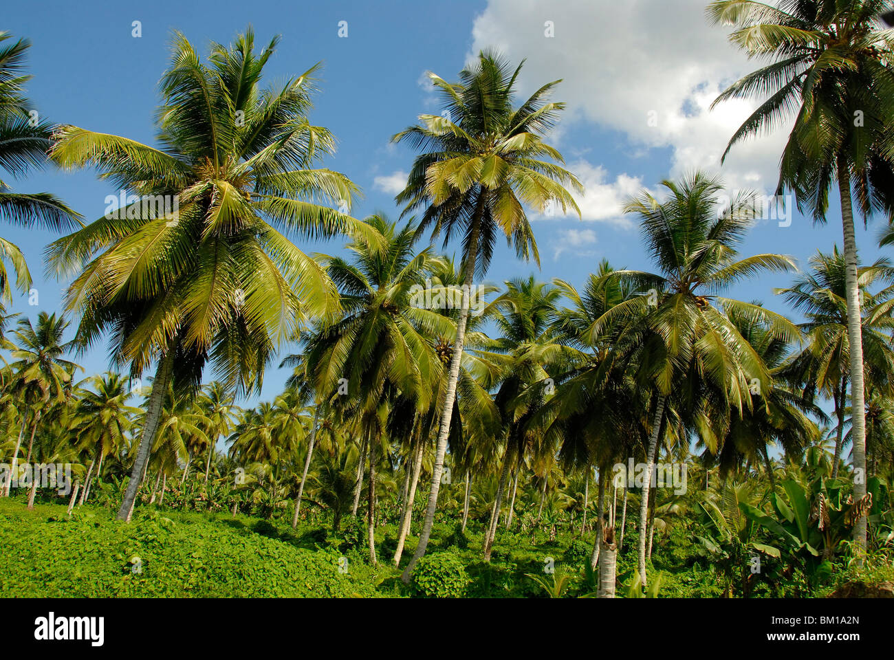 Caribbean forest, Punta Cana, Dominican Republic, West Indies, Central ...