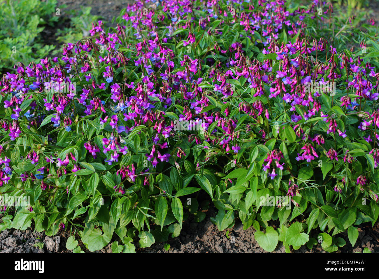 Pea flowers hi-res stock photography and images - Alamy
