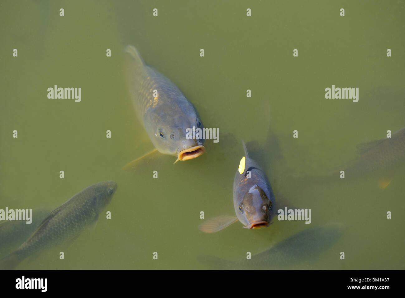 Common carp cyprinus carpio hi-res stock photography and images - Alamy