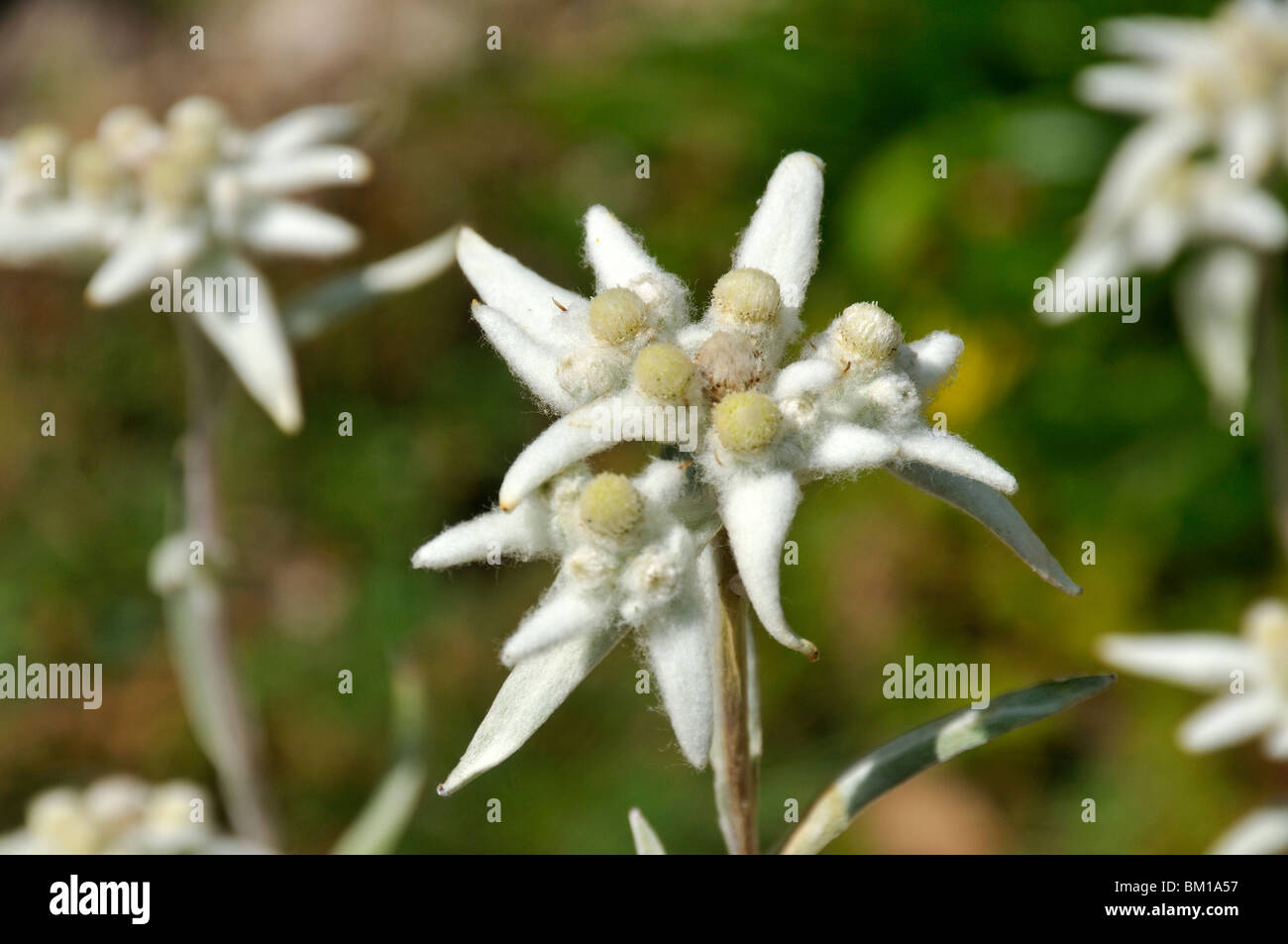 Leontopodium alpinum, Edelweiss Stock Photo - Alamy