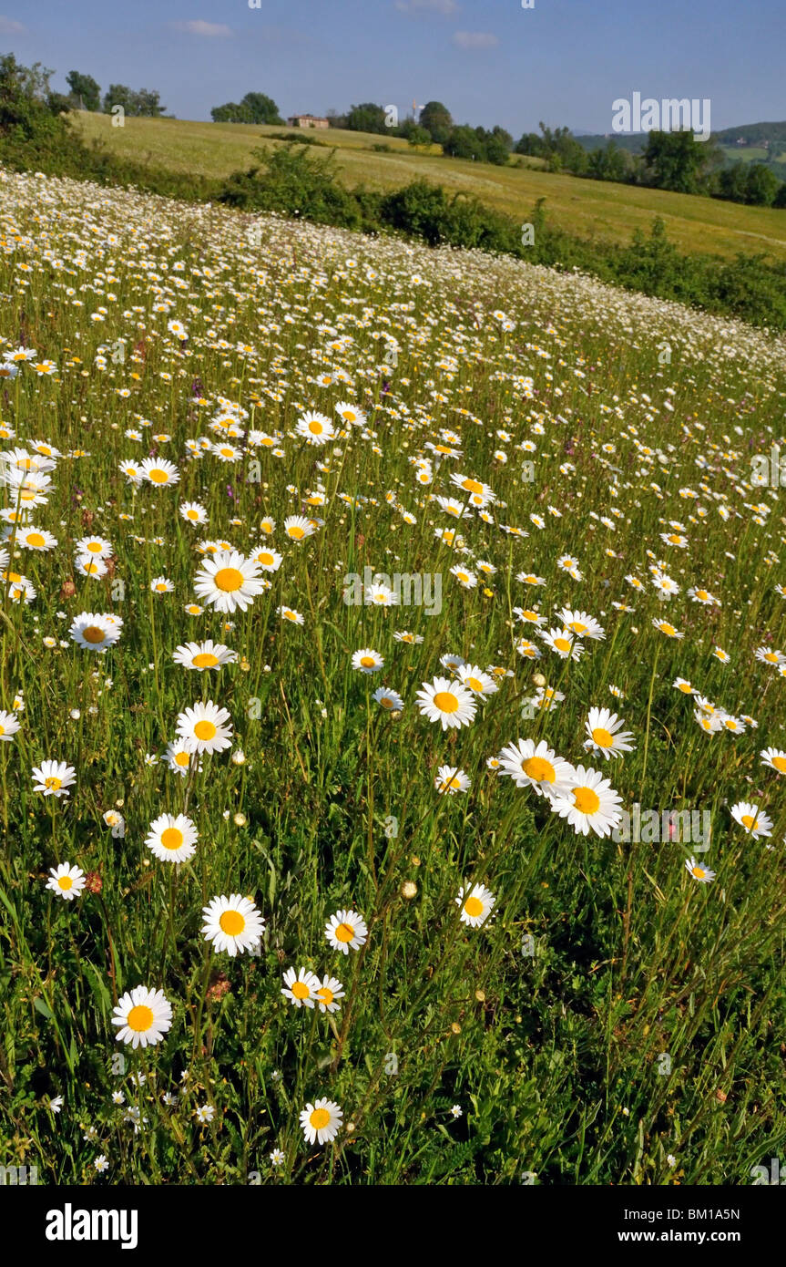 Leucanthemum vulgare, Oxeye daisy Stock Photo - Alamy
