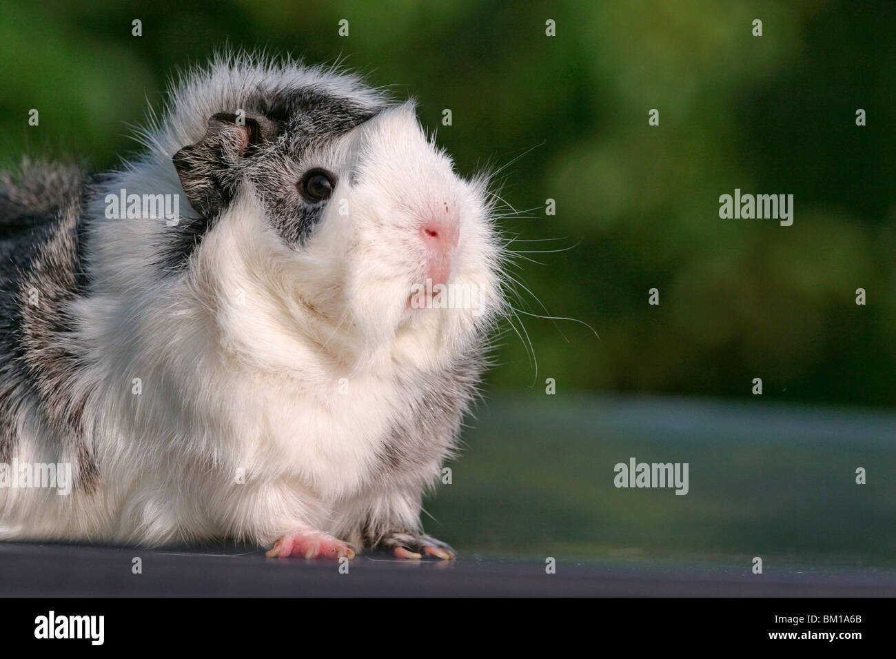Guinea pig side view profile hi-res stock photography and images - Alamy