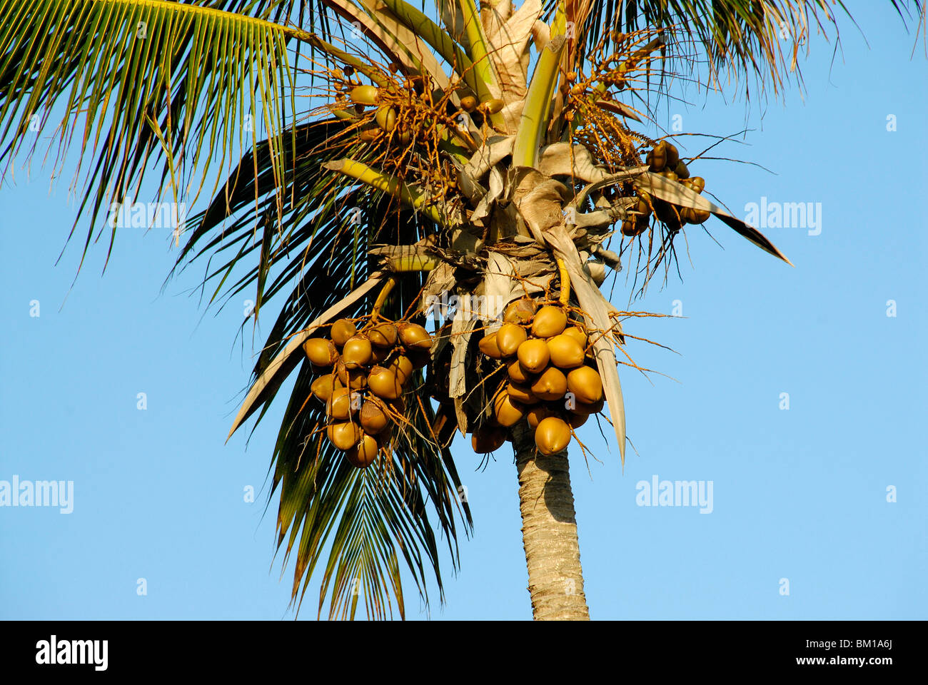 Coconut Palm Tree, Dominican Republic, West Indies, Central America ...