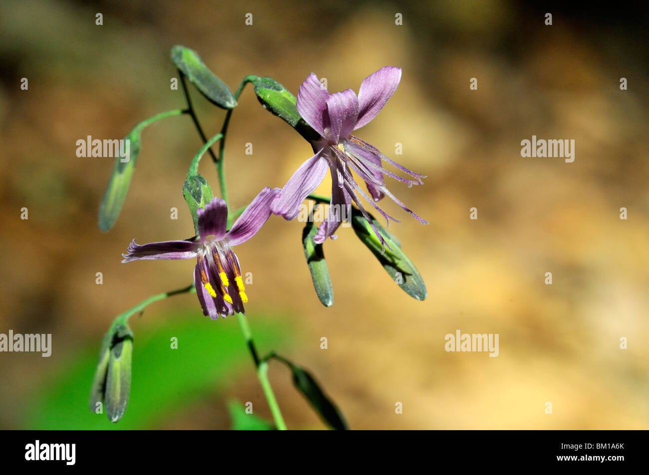 Prenanthes purpurea hi-res stock photography and images - Alamy