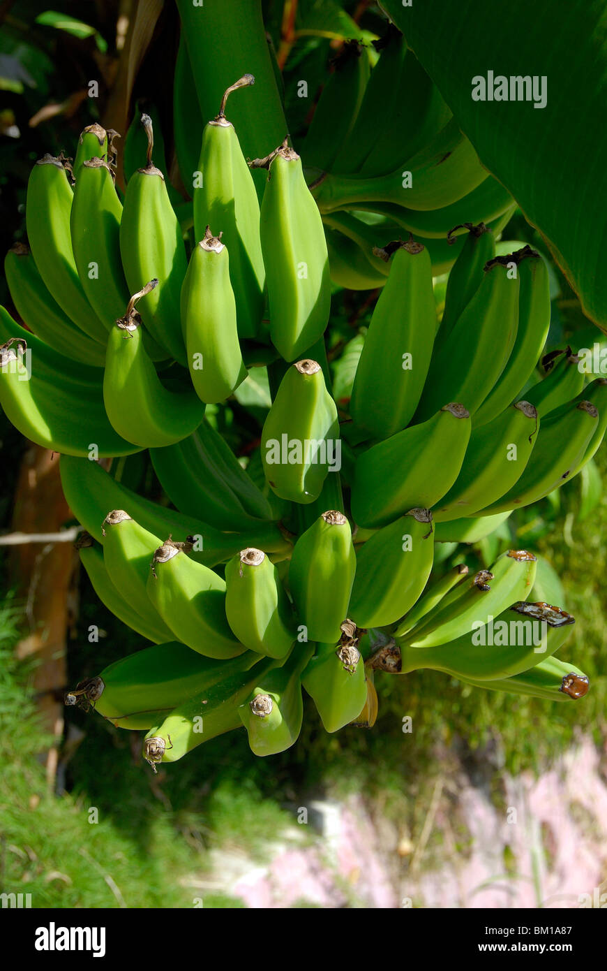 Bananas on banana plant, Dominican Republic, West Indies, Central ...