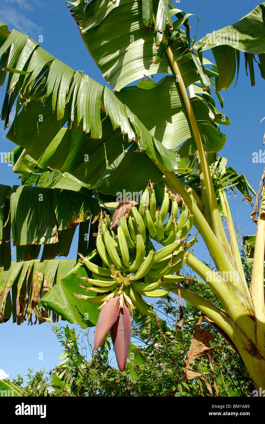 Plantain Tree Vs Banana Tree