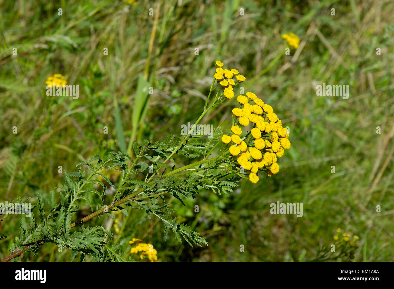 Tanacetum vulgare, Tansy Stock Photo - Alamy