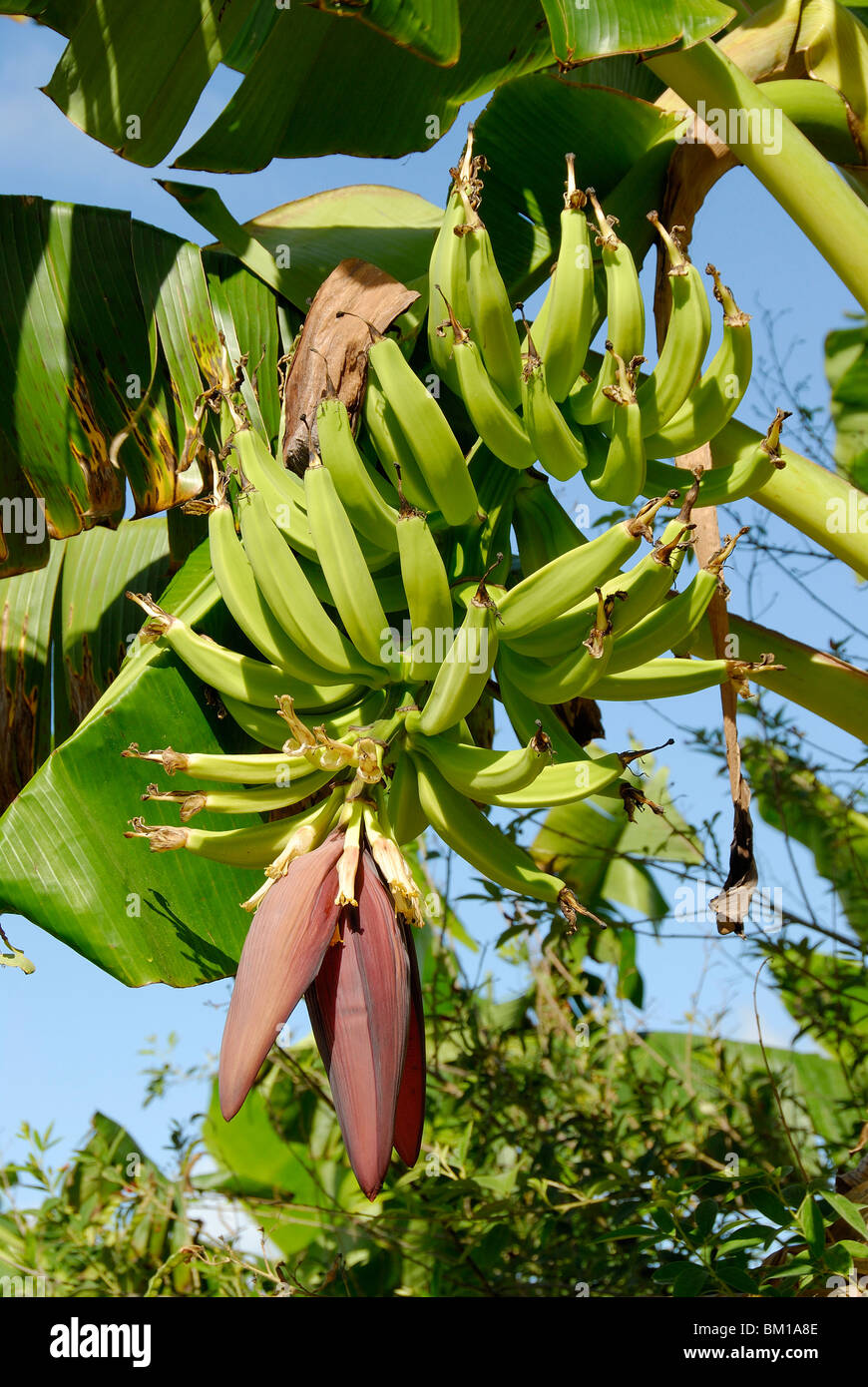 Bananas on banana plant, Dominican Republic, West Indies, Central ...