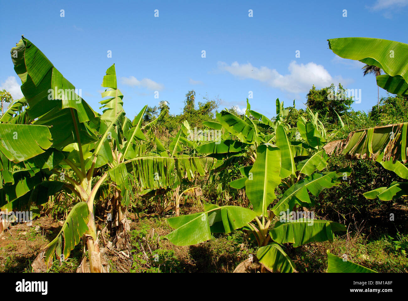Banana plantation, Dominican Republic, West Indies, Central America ...