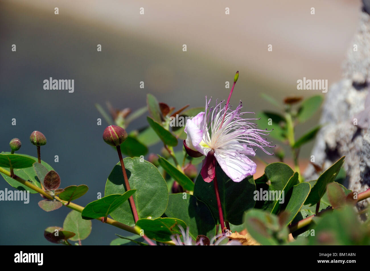 Capparis spinosa, Caper Stock Photo - Alamy