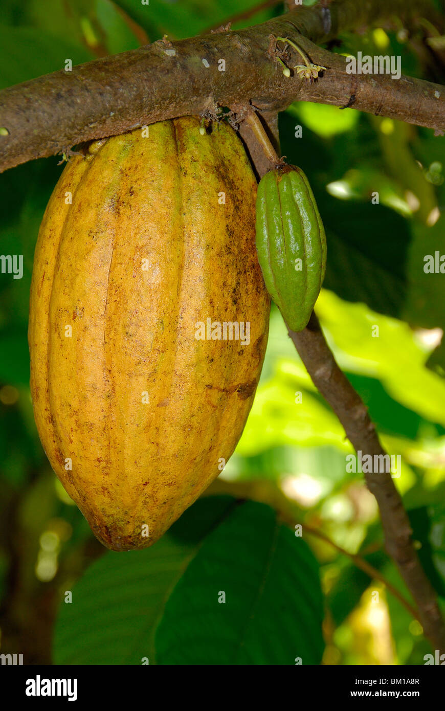 Cocoa fruit pod on tree, Dominican Republic, West Indies, Central ...