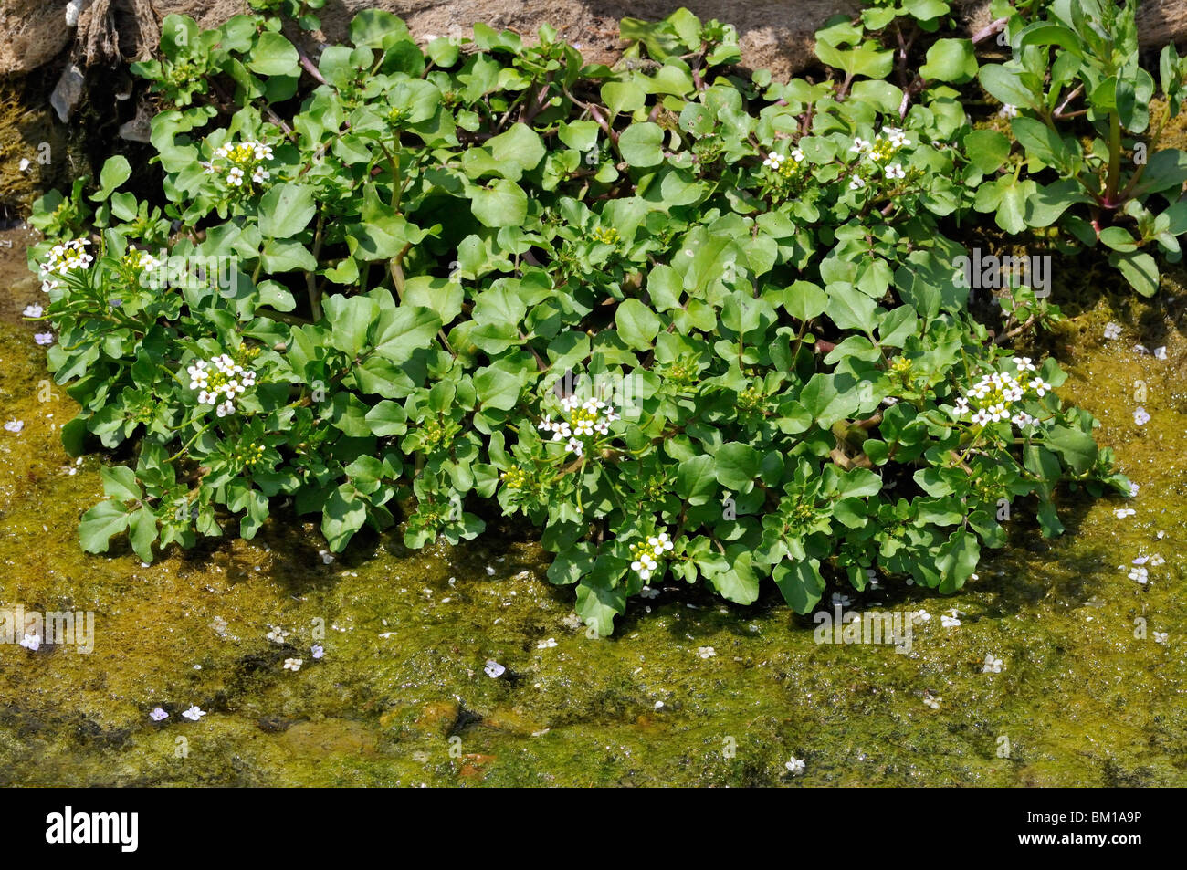 Nasturtium officinale, Watercress Stock Photo - Alamy