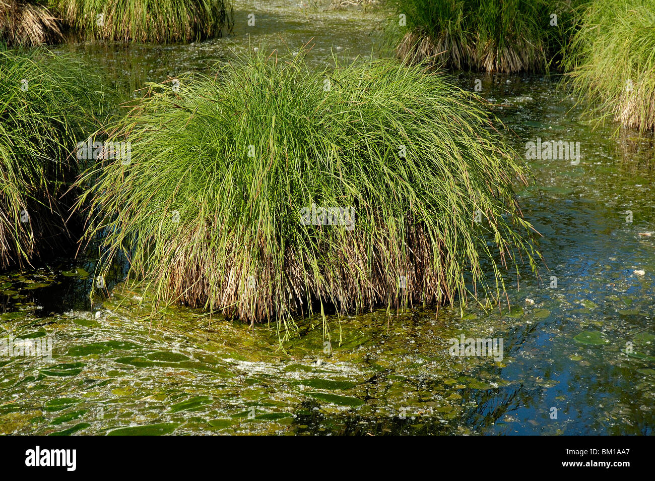 Cladium mariscus hi-res stock photography and images - Alamy